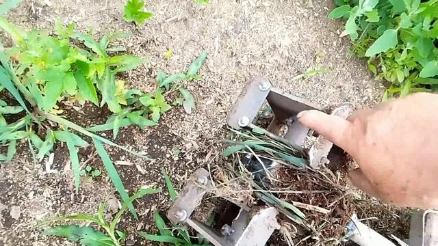 тестирование мотоокучника, на клоновых подвоях.