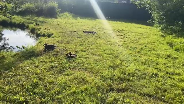 Контактный зоопарк у нас на даче. Дикая утка с утятами.