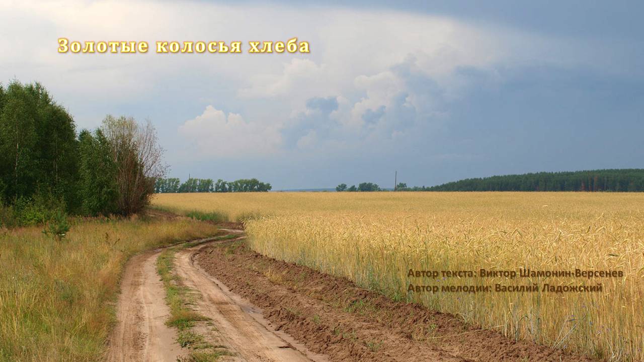 Золотые колосья хлеба