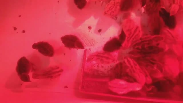 Перепелята на пятый день