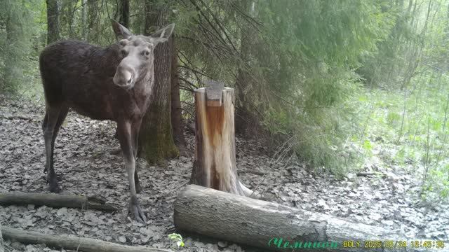 Лоси, зайцы и лиса. Кто ходит на солонец №6 \ Bolyguard SG2060-K #36