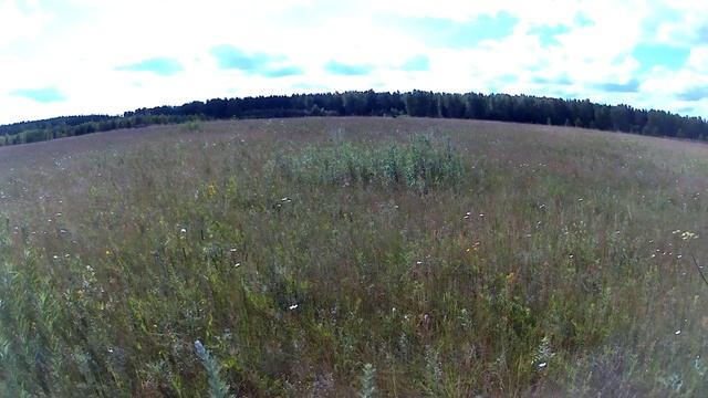 Заготовка для переработки "Иван чай"