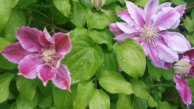 Обзор заросшего сорняками сада. Розы, пионы и клематисы после дождей. 25.06.2025 Ленобласть.1 Часть