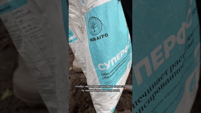 Высадка помидоров в грунт | профилактика и борьба с медведками