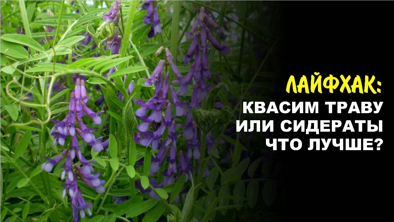 Экоподход к урожаю: почему важен Травозаквас и посадка сидератов? Как они связаны?