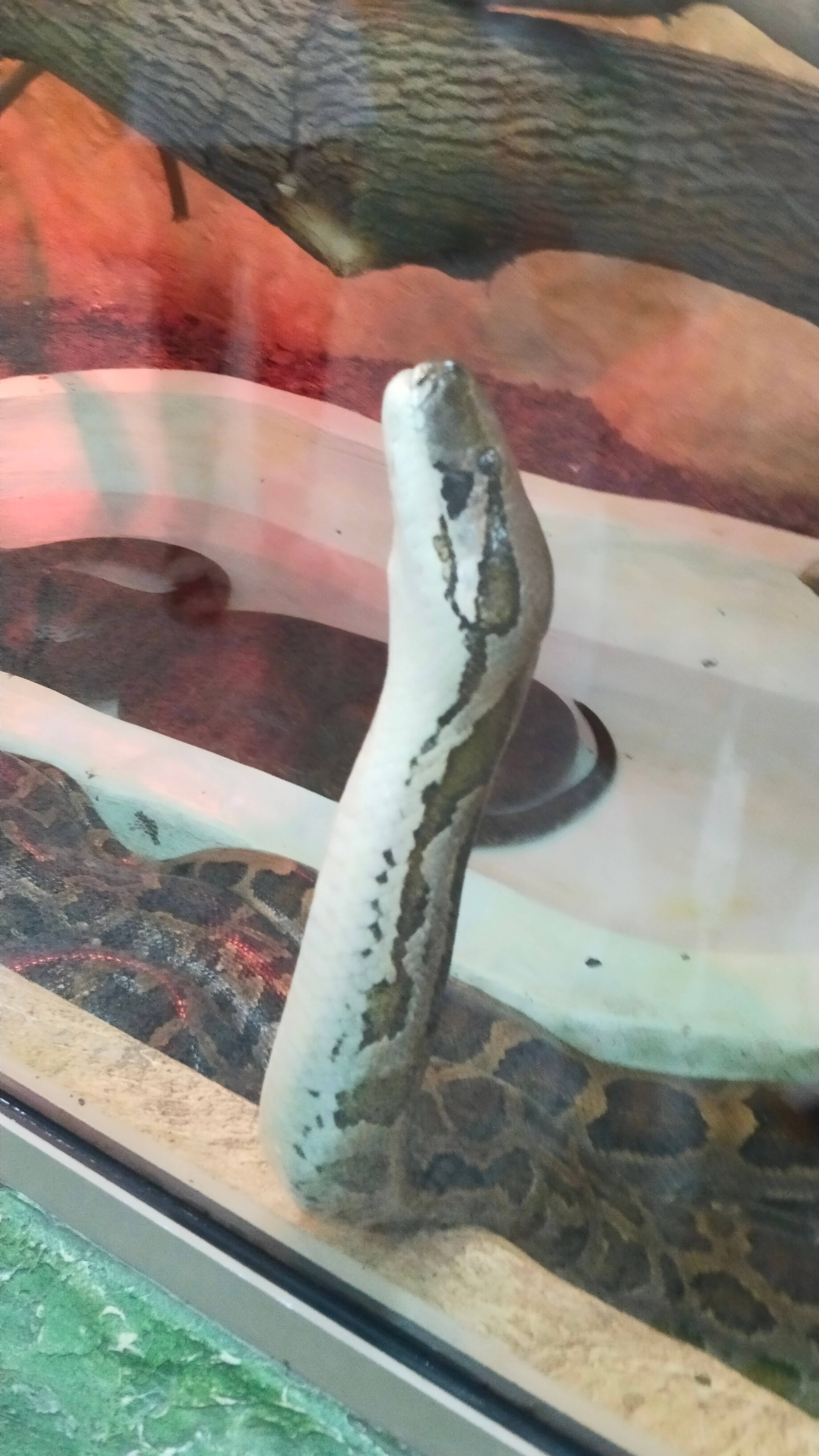 Она на тебя смотрит. Новосибирский зоопарк