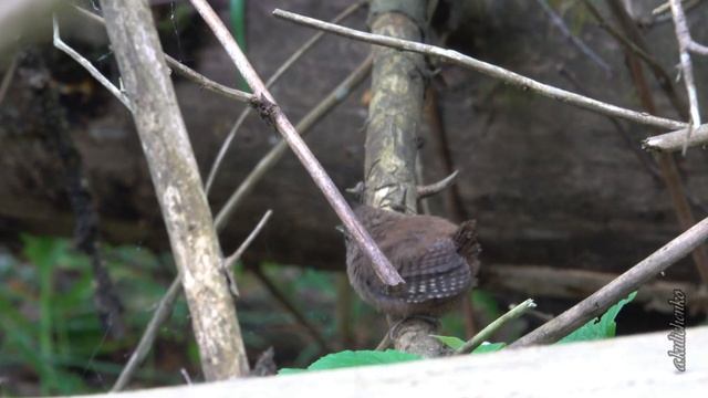 КРАПИВНИК и его детишки