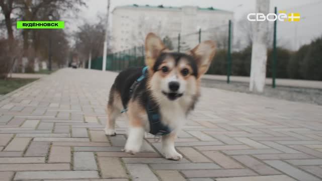 А что там есть? В Будённовске