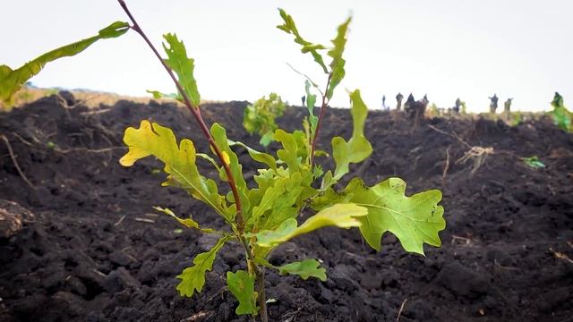 Тульская область