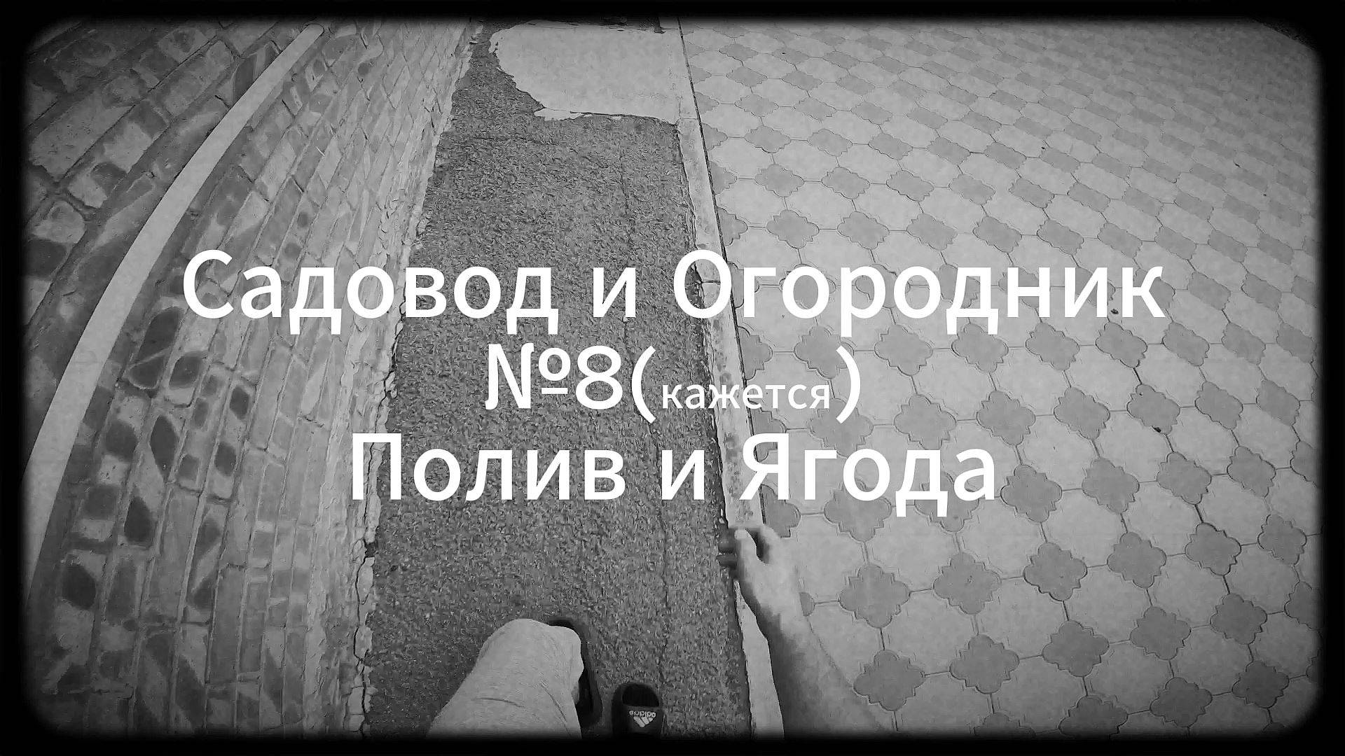 Ежевика полив. Садовод и огородник. №8