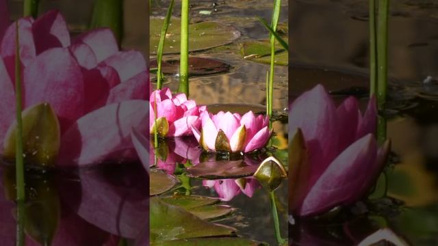 2 #шричинмой #шричинмоймузыка #шричинмойпоёт #шанти #покой #мантра #shanti #peace