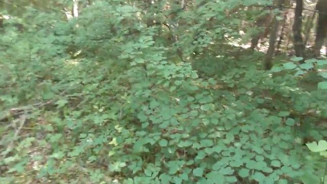 Михалыч охота капканами 159. Поездка на Уазике в лес.