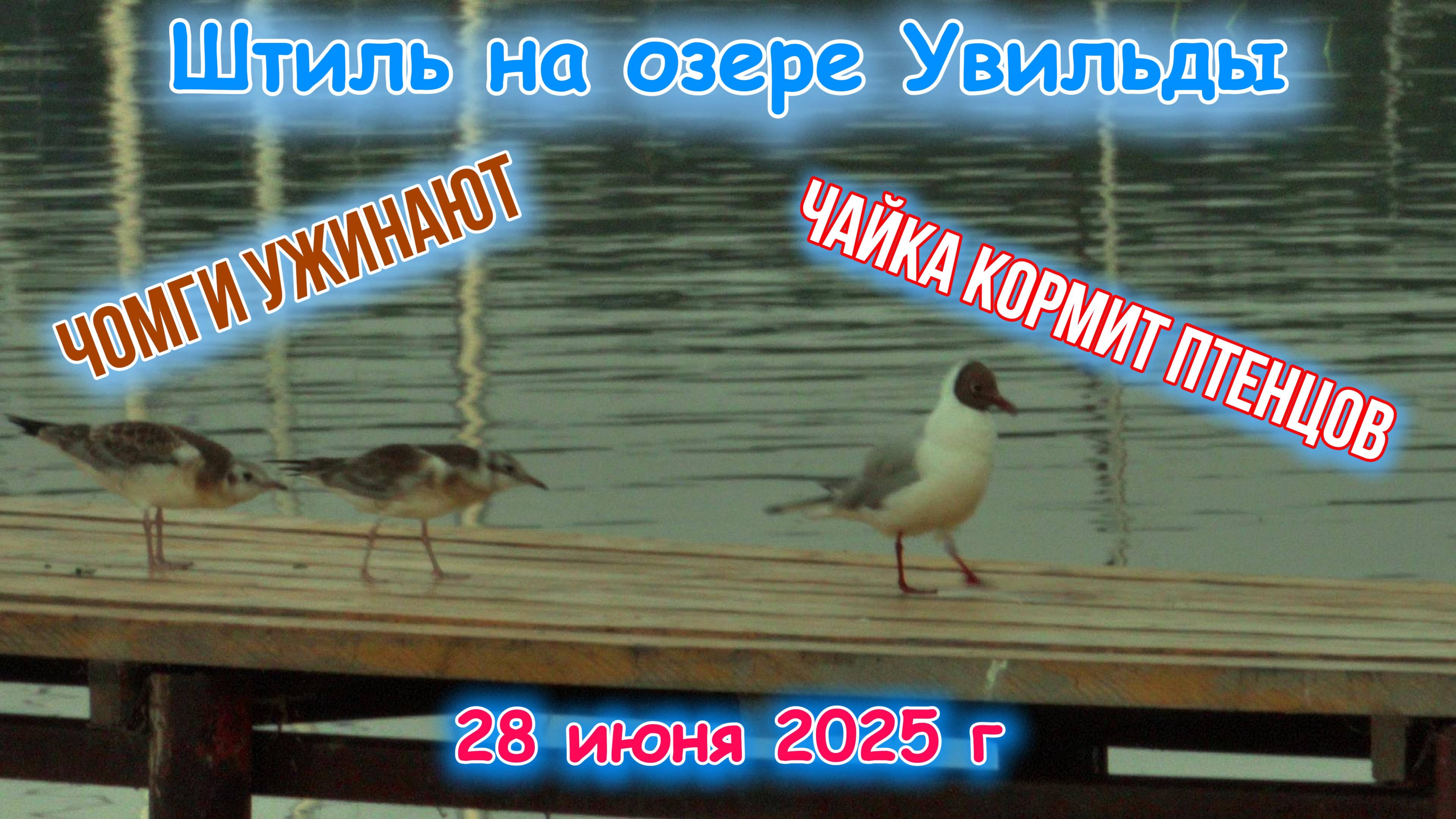 Штиль на озере Увильды 28 июня 2025 г