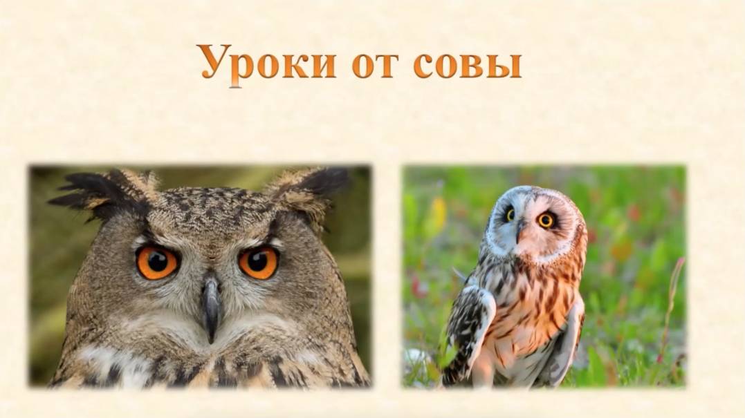 Интересный факт: «Уроки совы»
