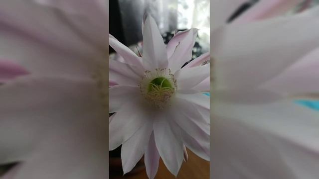 В самом расцвете