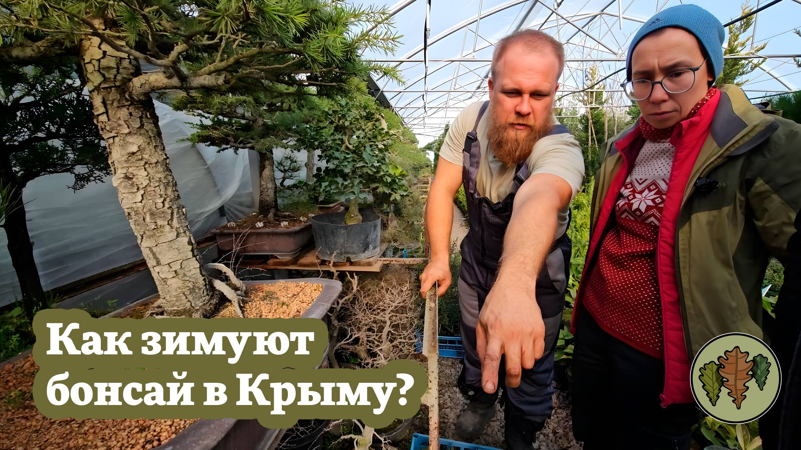 Как там зимуют деревья бонсай у Александра Пожидаева? / обзор  коллекции