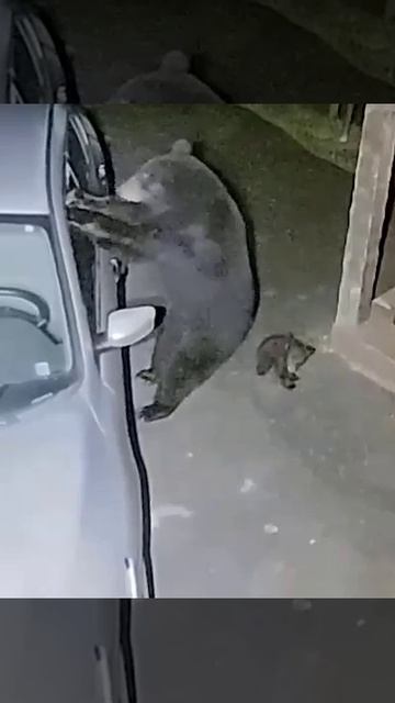 Медведь: сейчас пацаны, магнитолку выдерну, сдадим и медка похаваем! )))