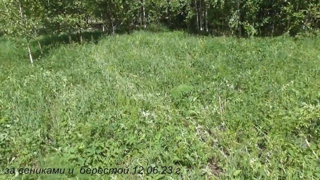 заготовка веников,бересты,поездка в лес.