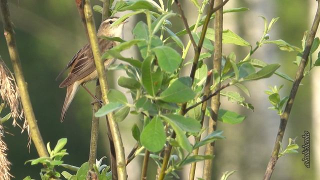 БАРСУК С КРЫЛЬЯМИ, он же камышовка-барсучок