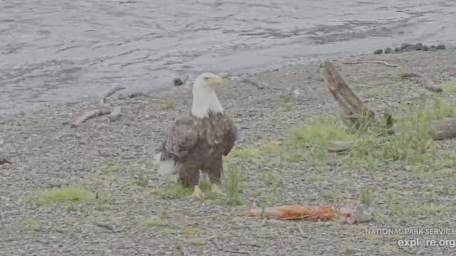 Белоголовый орлан : Странно- рыба лежит-можно позавтракать