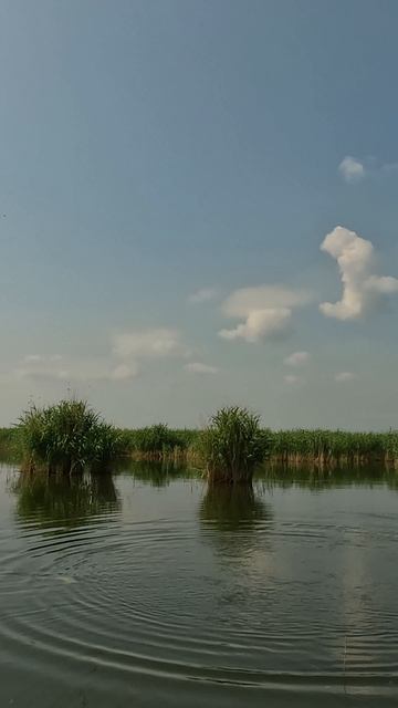 Поклевка САЗАНА #сазан #рыбалка #Сартлан