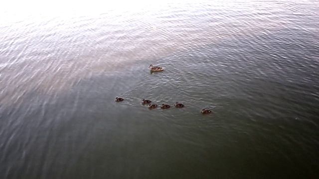 УТКА С УТЯТАМИ В ЗАЛИВЕ