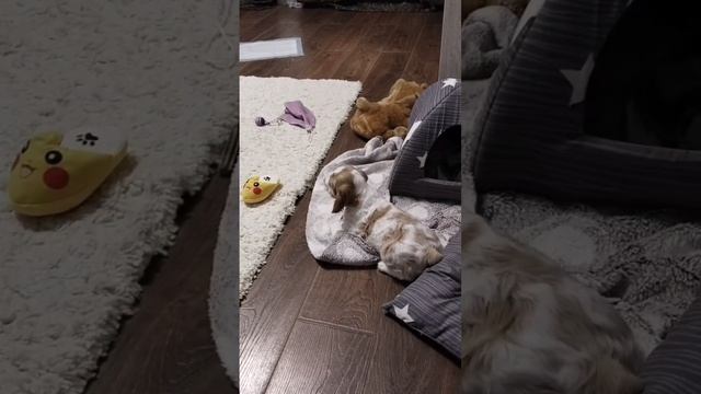 моя шпана🐶