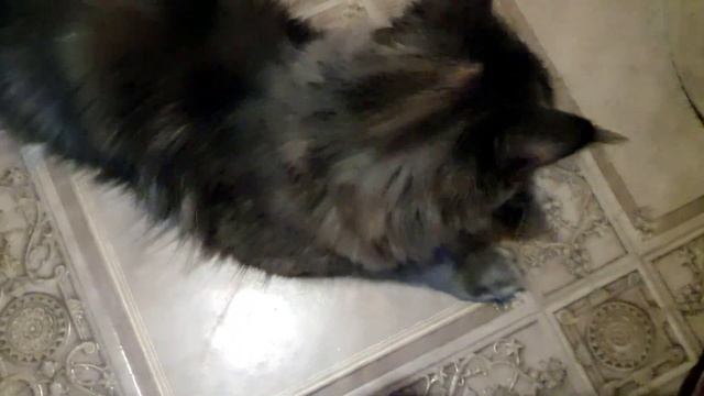 Мейн Кун.  Грейси.  1 год