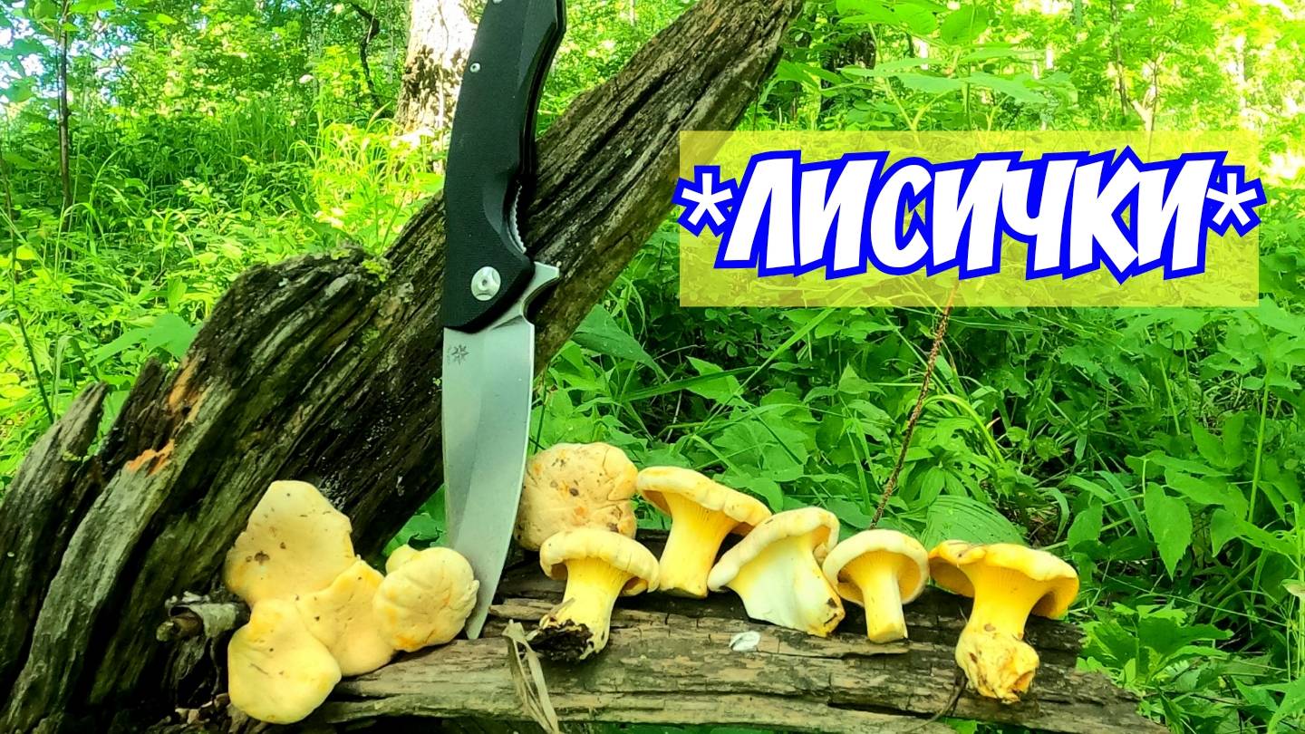 Первые грибы Лисички | Поляна дикой Виктории | Сбор Иван Чая