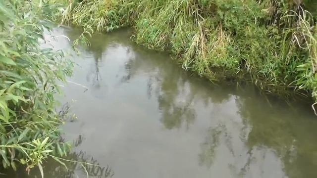 Проверка бобровых поселений.