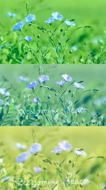 "Blossoming Peace" - #шричинмоймузыка #шричинмойпоёт #шанти #покой #мантра #shanti #peace