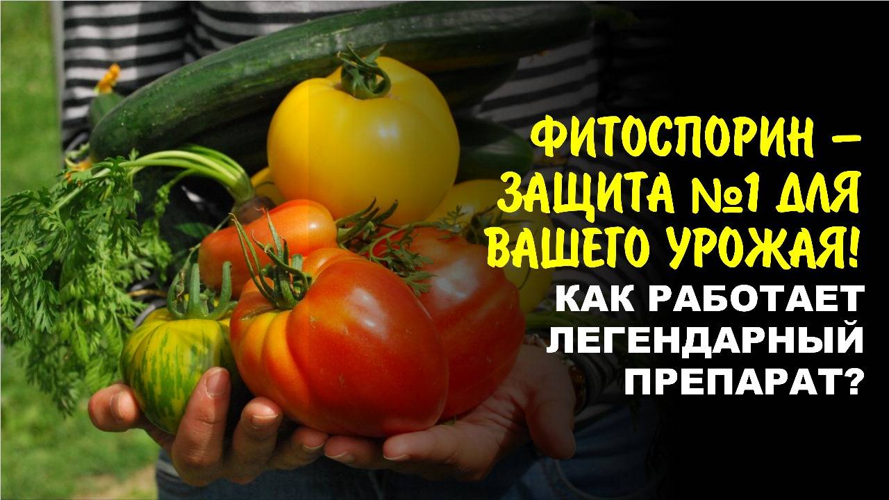 Фитоспорин – палочка-выручалочка. Почему именно его выбирают миллионы садоводов?