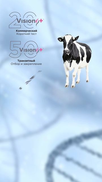 Революция в управлении стадом: как геномное тестирование Vision+™ меняет молочное животноводство🧬