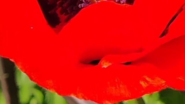 Мак отцвёл. Что необходимо делать?