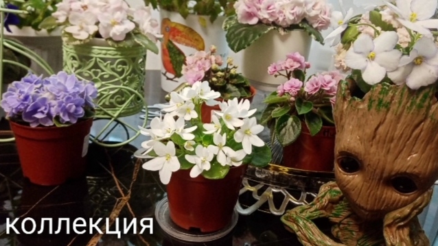 Видео обзор фиалок в цветении на июль