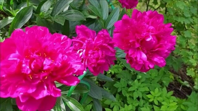 Пион "Канзас"