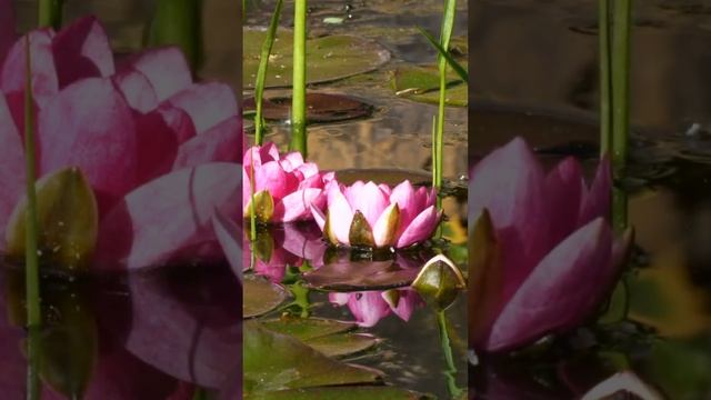 6 #шричинмой #шричинмоймузыка #шричинмойпоёт #шанти #покой #мантра #shanti #peace