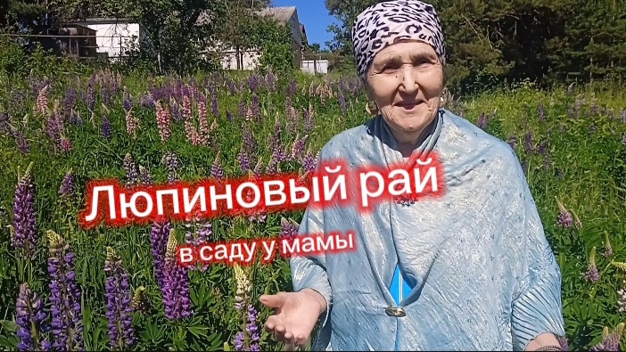 Люпиновый рай в саду у мамы. Мамины молитвы и пожелания мира и добра для всех