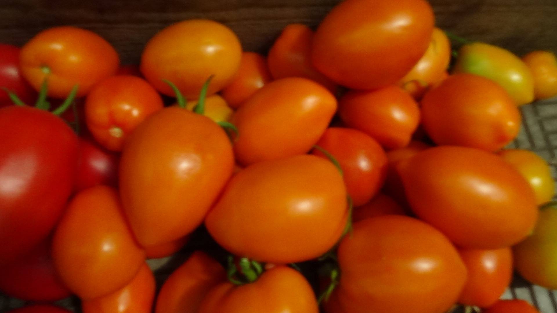 Томат Хурма старинная - ранний, вкусный, неприхотливый.