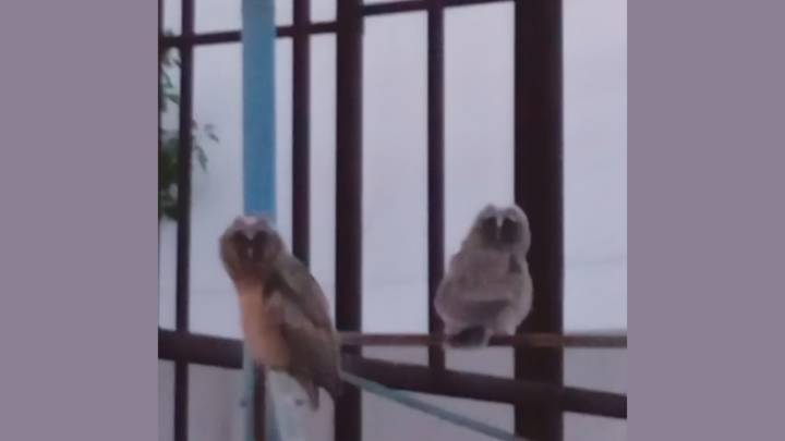 "Мяукающие" совята🦉 🦉 #михалычдачник