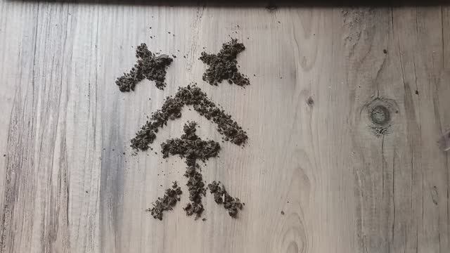 Как сделать гранулированный ферментированный чай из листьев ежевики. Показываю 2 вида скрутки.