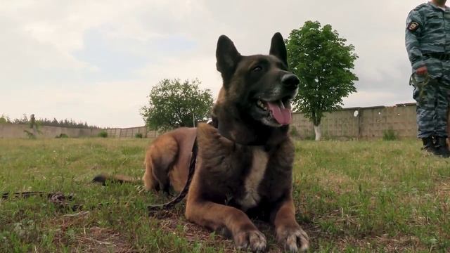 Тренировка служебных собак в Луганске