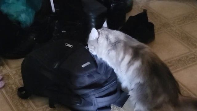 Вороватый котяра 2. Охотник за ...