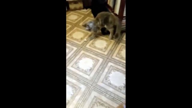 Грейси, неси...