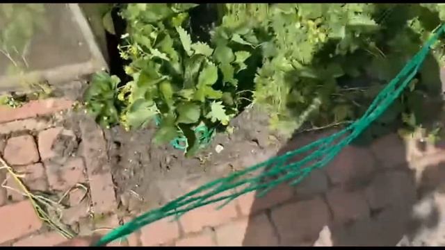 Когда клубника лежит на земле | Подпорка клубники