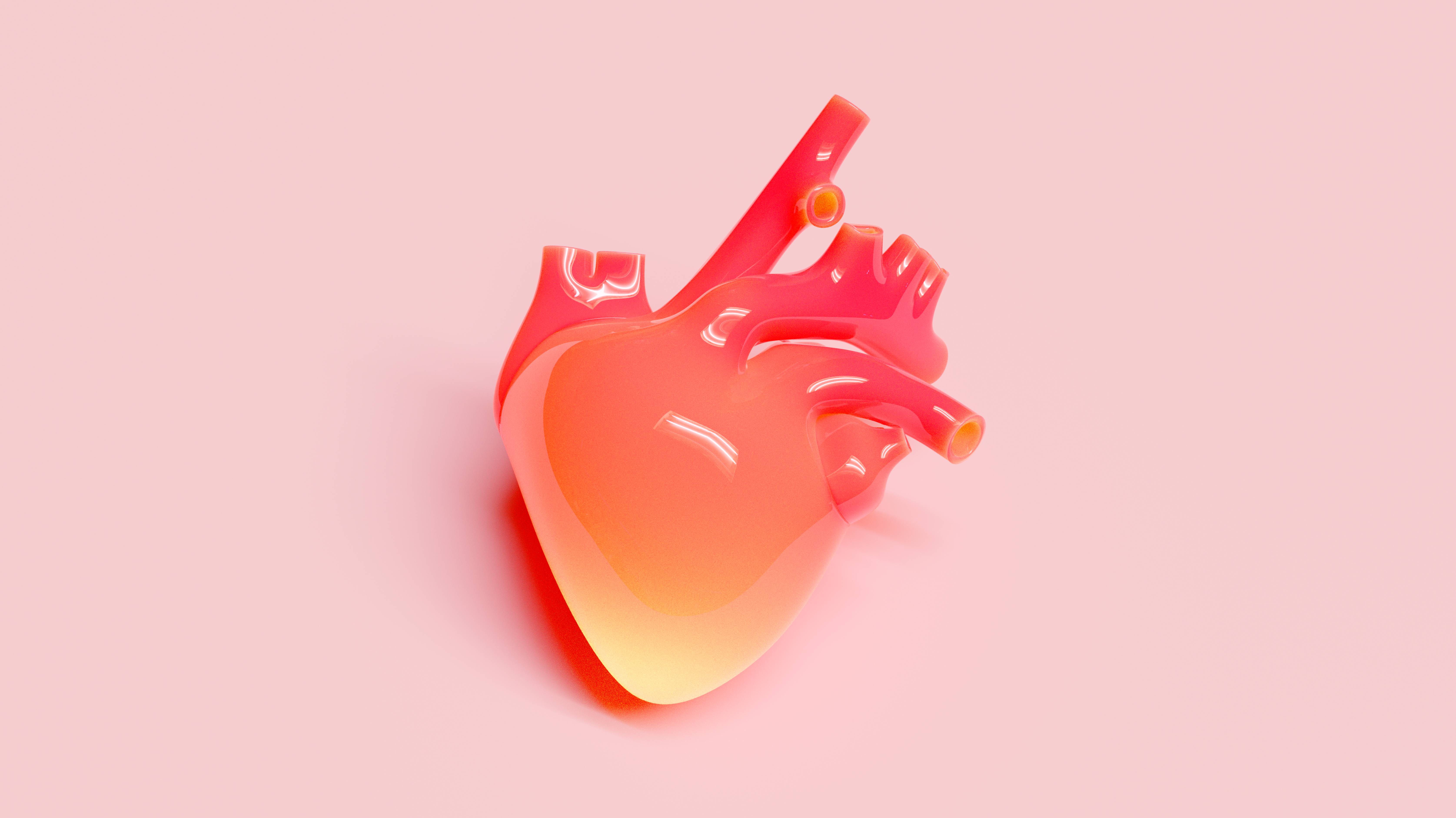 Разрез сердца человека под микроскопом