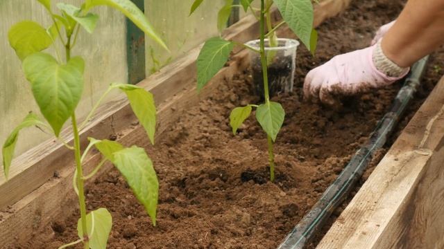 КАК Я УХАЖИВАЮ ЗА ПЕРЦАМИ