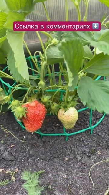 Чтобы клубника не сгнила