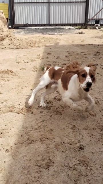 моя шпана🐕