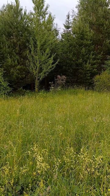 Фотопрогулка часть 6: шиповник